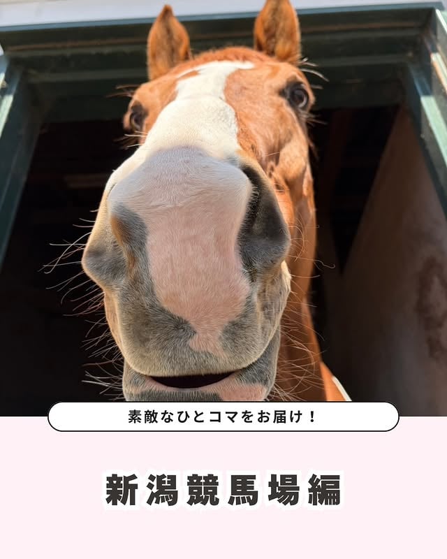 JRA（日本中央競馬会）(@jra.official) View Instagram Profile, Stories & Posts ...