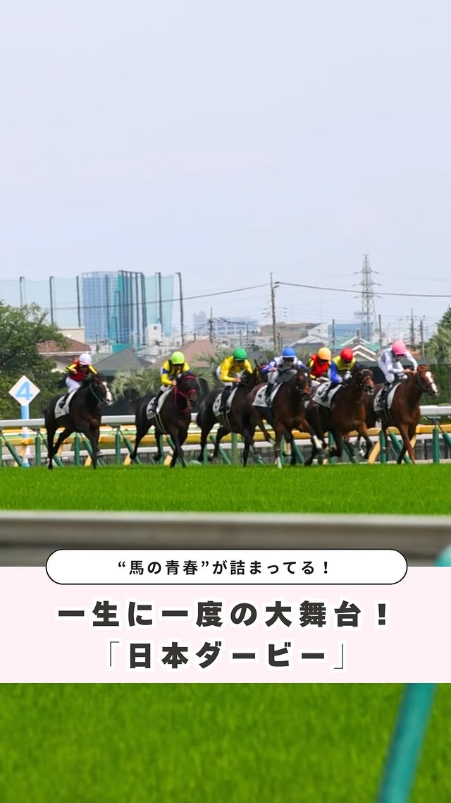 JRA（日本中央競馬会）(@jra.official) View Instagram Profile, Stories & Posts ...
